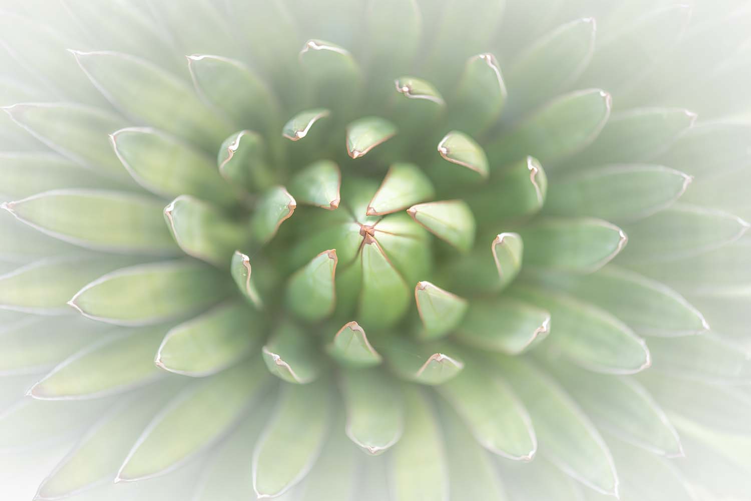 Viapagi Collection by Image Craft :: Artists :: Rudolf*New* :: Morning Bud